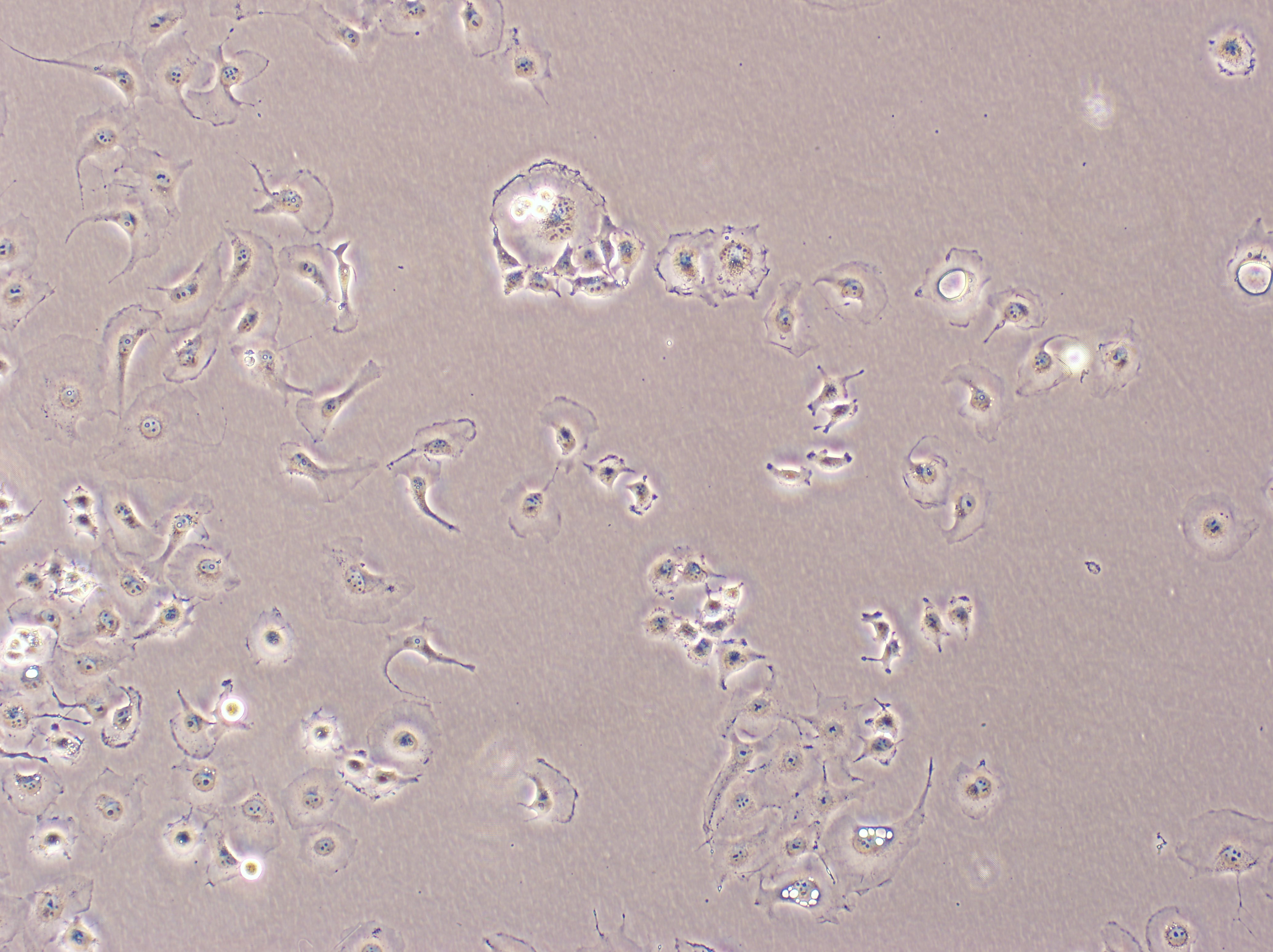 SIGNAL AND IMAGE PROCESSING GROUP AT BILKENT UNIVERSITY